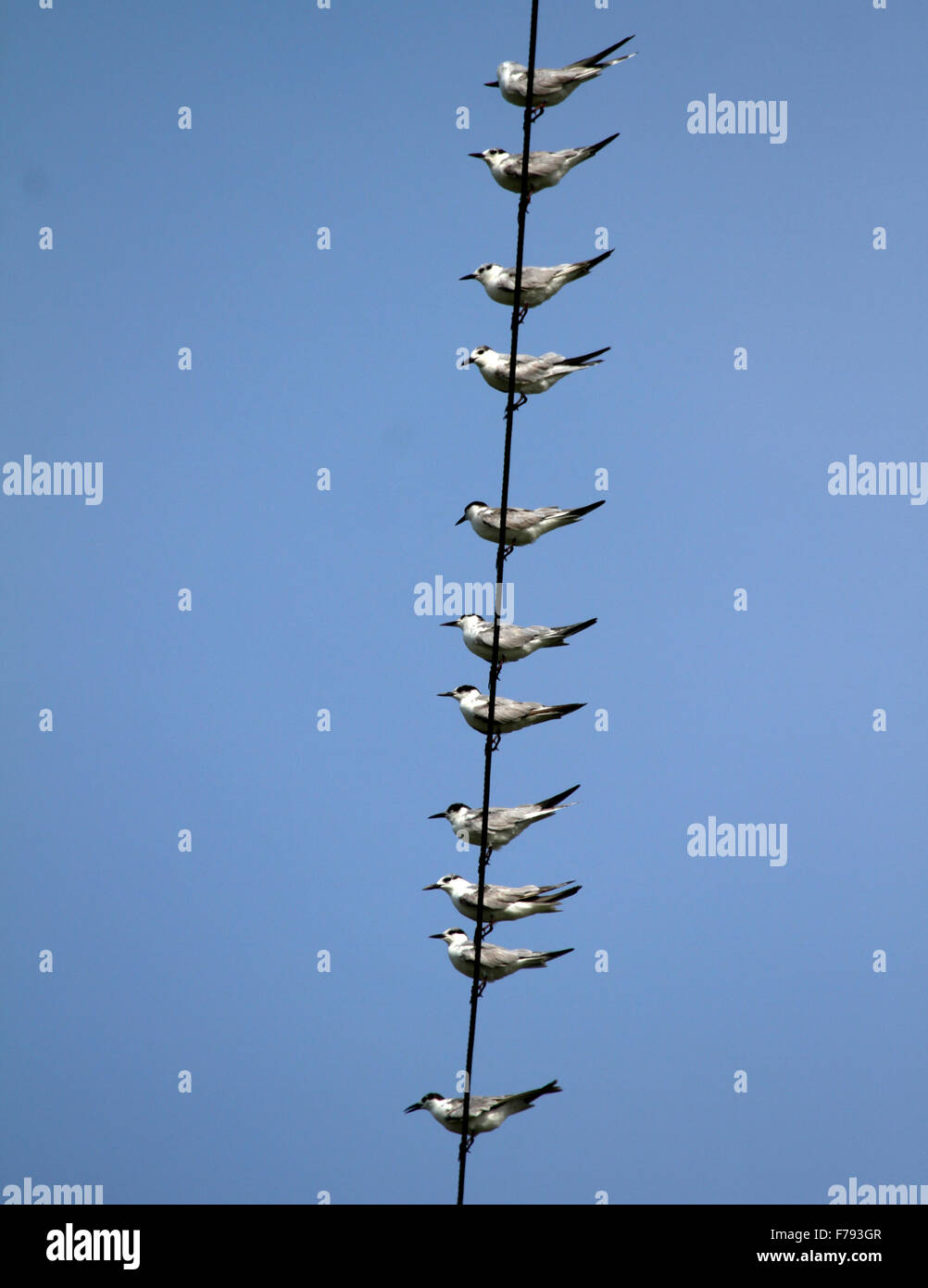 whiskered tern birds in groups Stock Photo - Alamy