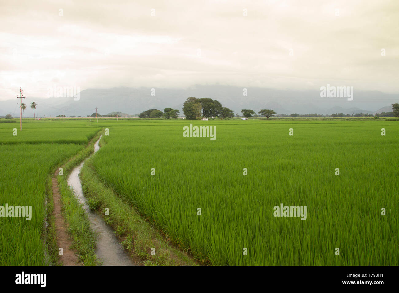 India paddy palm rural tree water hi-res stock photography and images ...