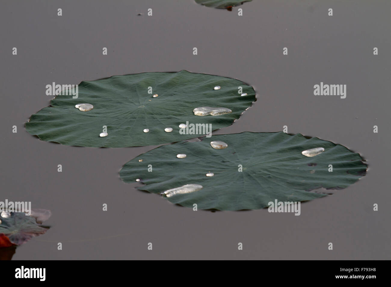 Two lotus leaves with water drops Stock Photo - Alamy