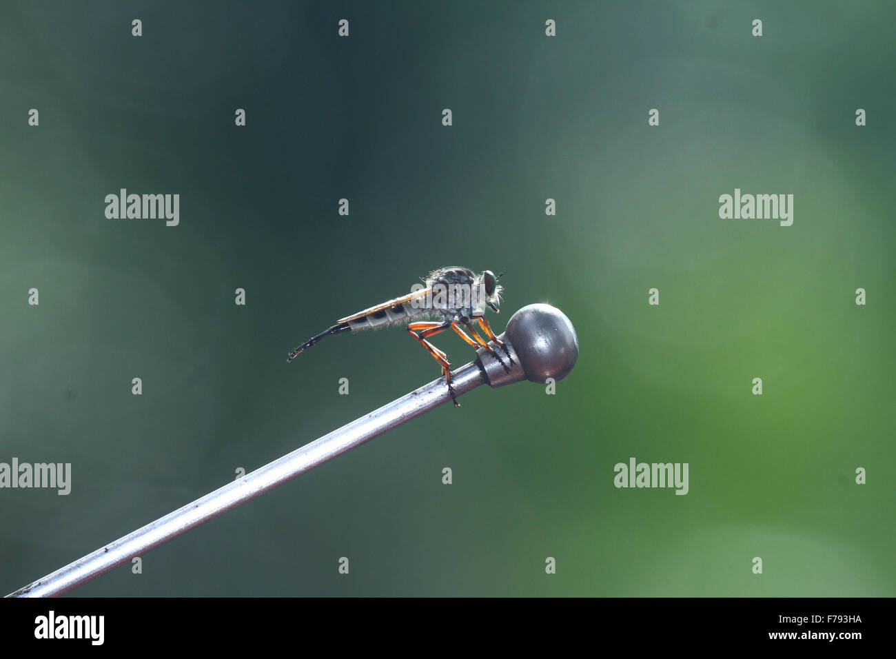 The Asilidae are the robber fly family, also called assassin flies ...