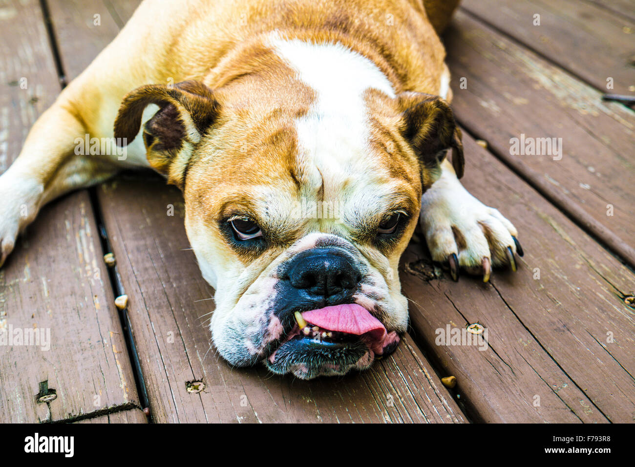 English bulldog teeth hi-res stock photography and images - Alamy