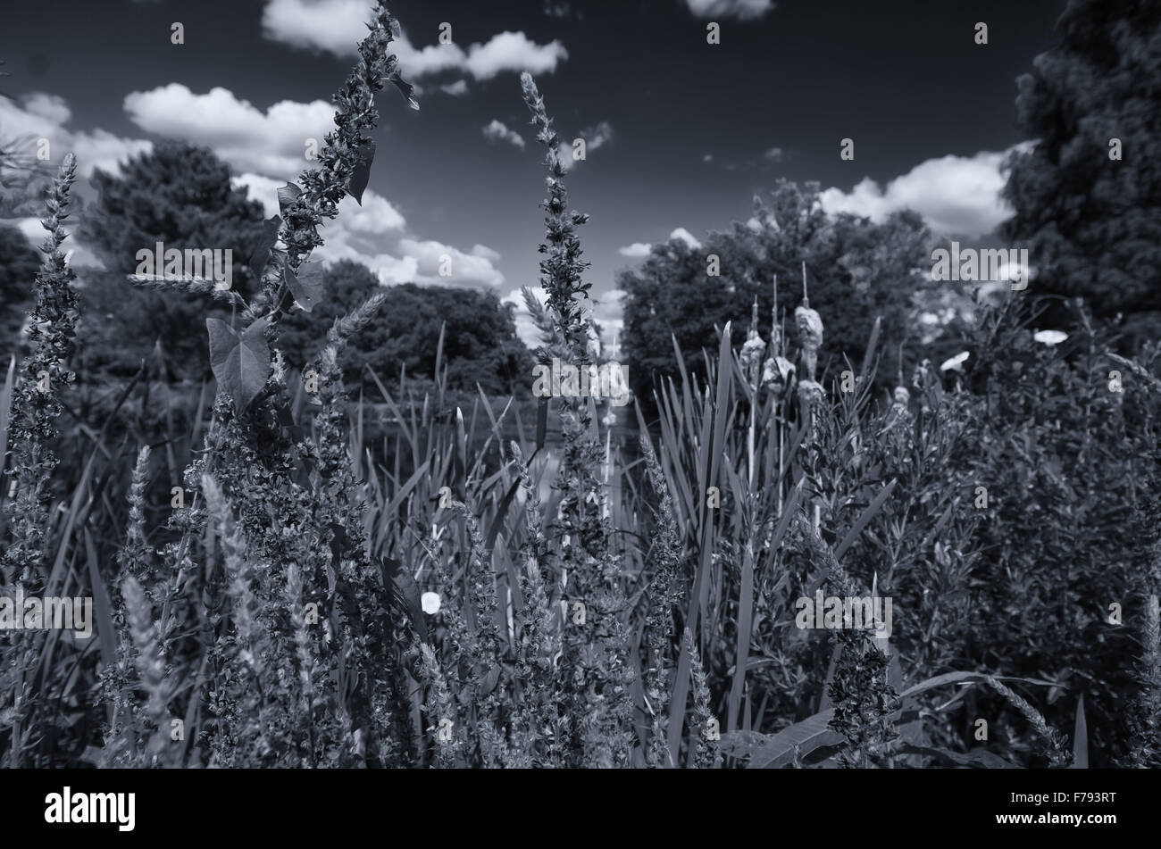 Kew Garden London sky nature plants clouds black and white close view ...
