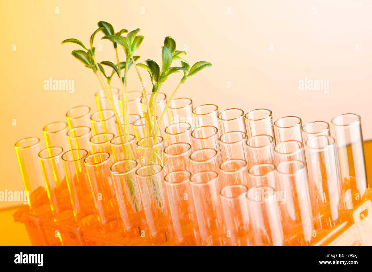 Experiment with green seedlings in the lab Stock Photo - Alamy