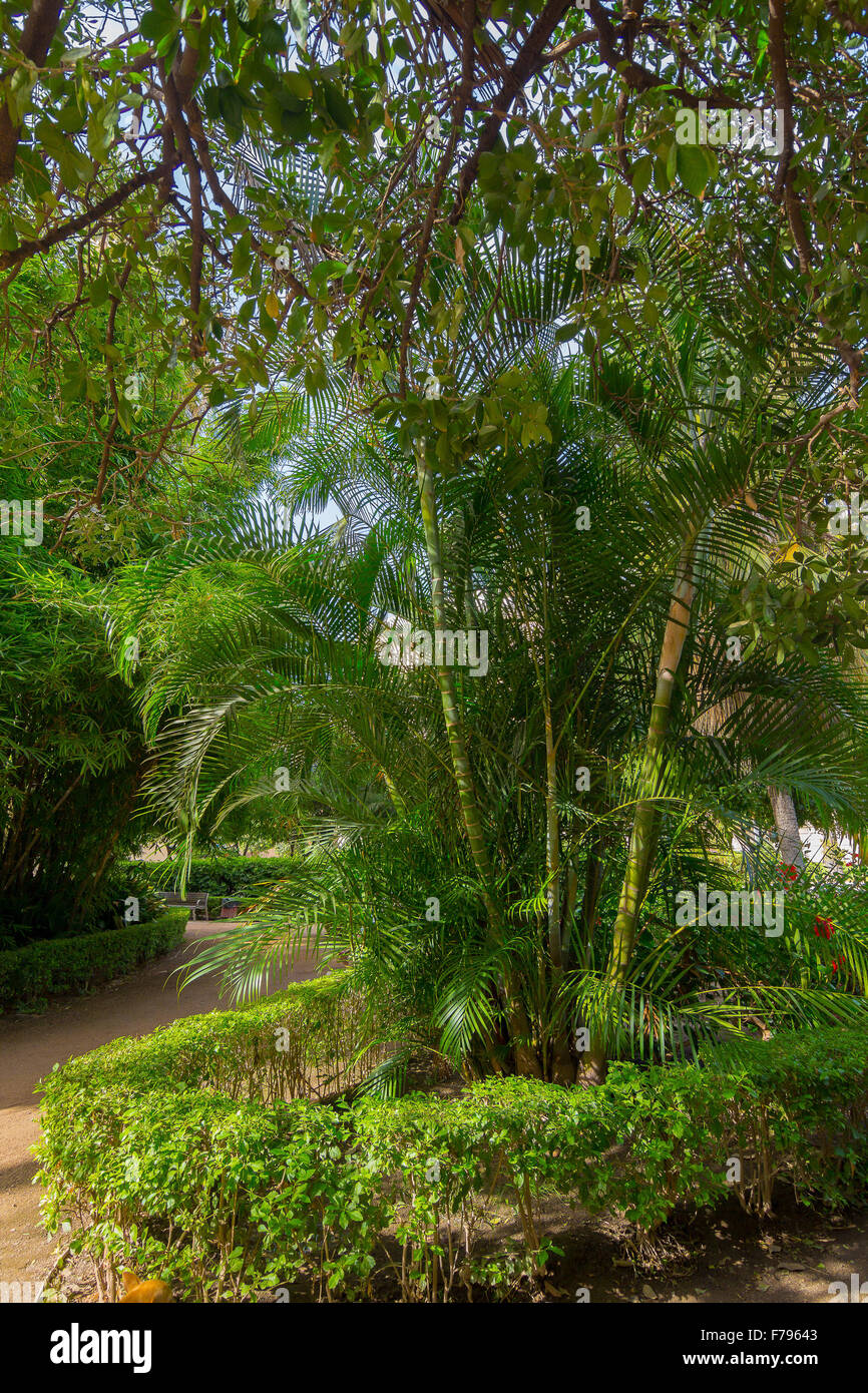 Green palm tree between the vegetation of a park Stock Photo - Alamy