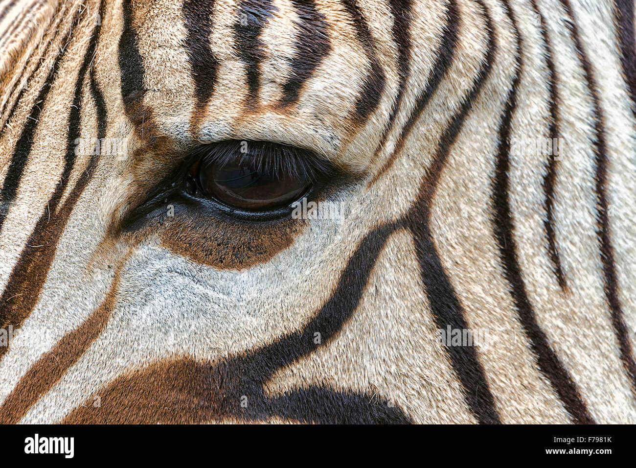 Close -up of beautiful zebra head with an eye Stock Photo - Alamy