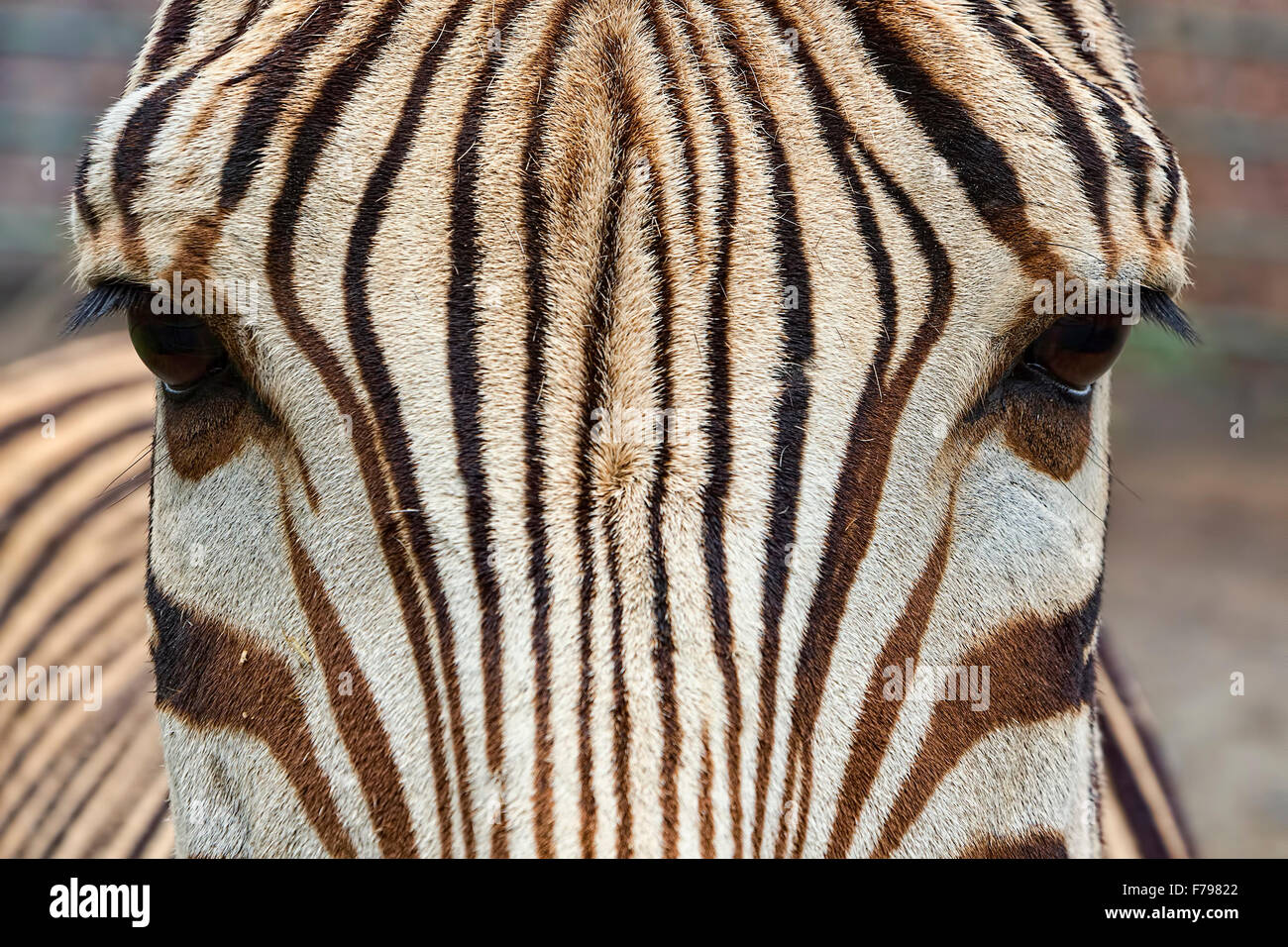 Zebra looking up hi-res stock photography and images - Alamy