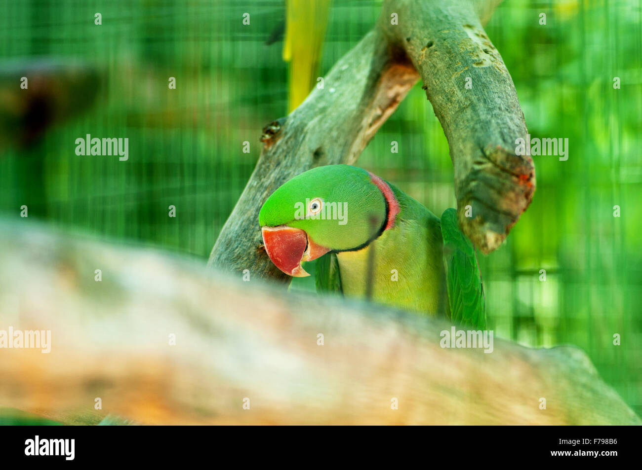 Colourful parrot bird sitting on the perch Stock Photo - Alamy