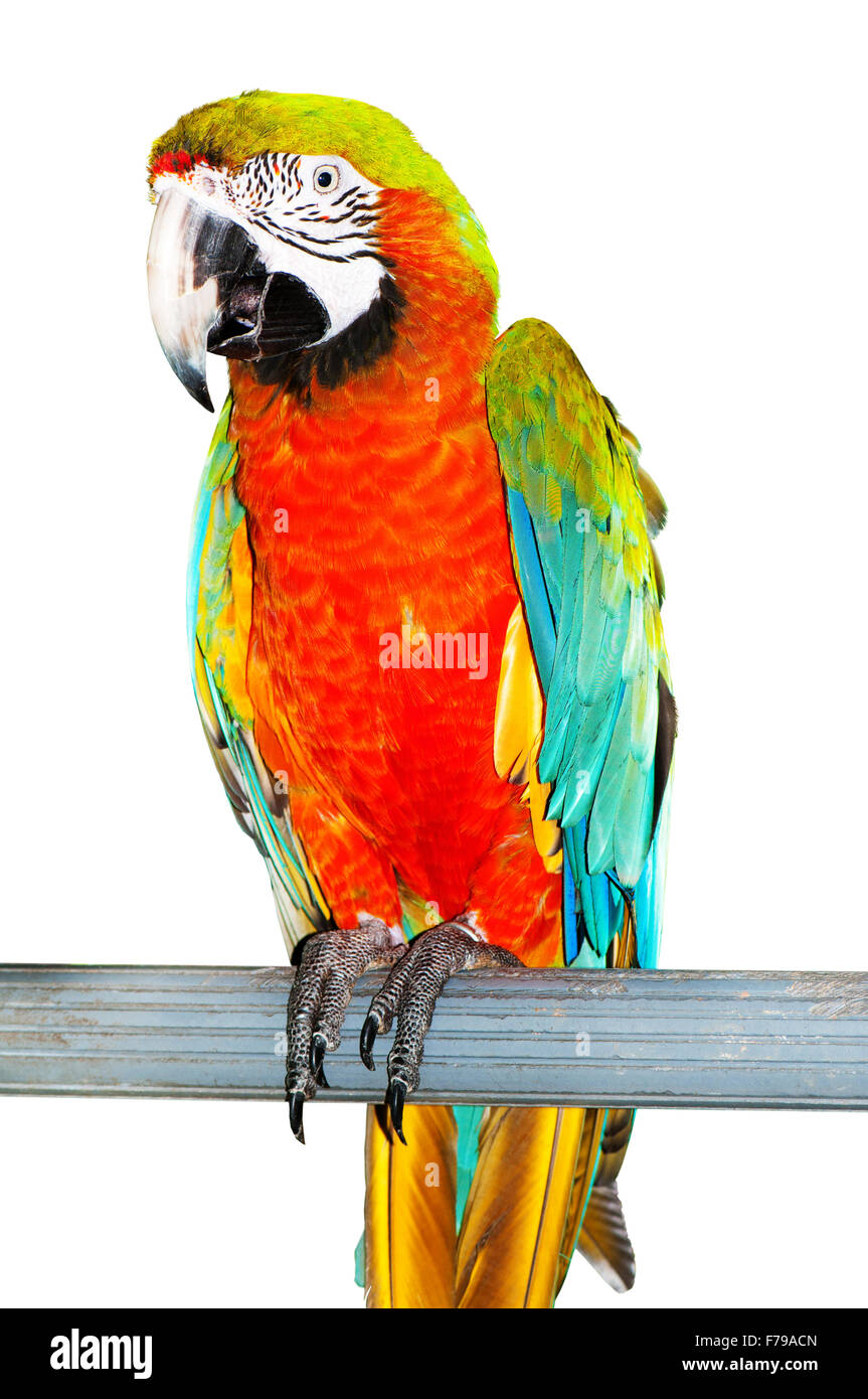 Colourful parrot bird sitting on the perch Stock Photo - Alamy