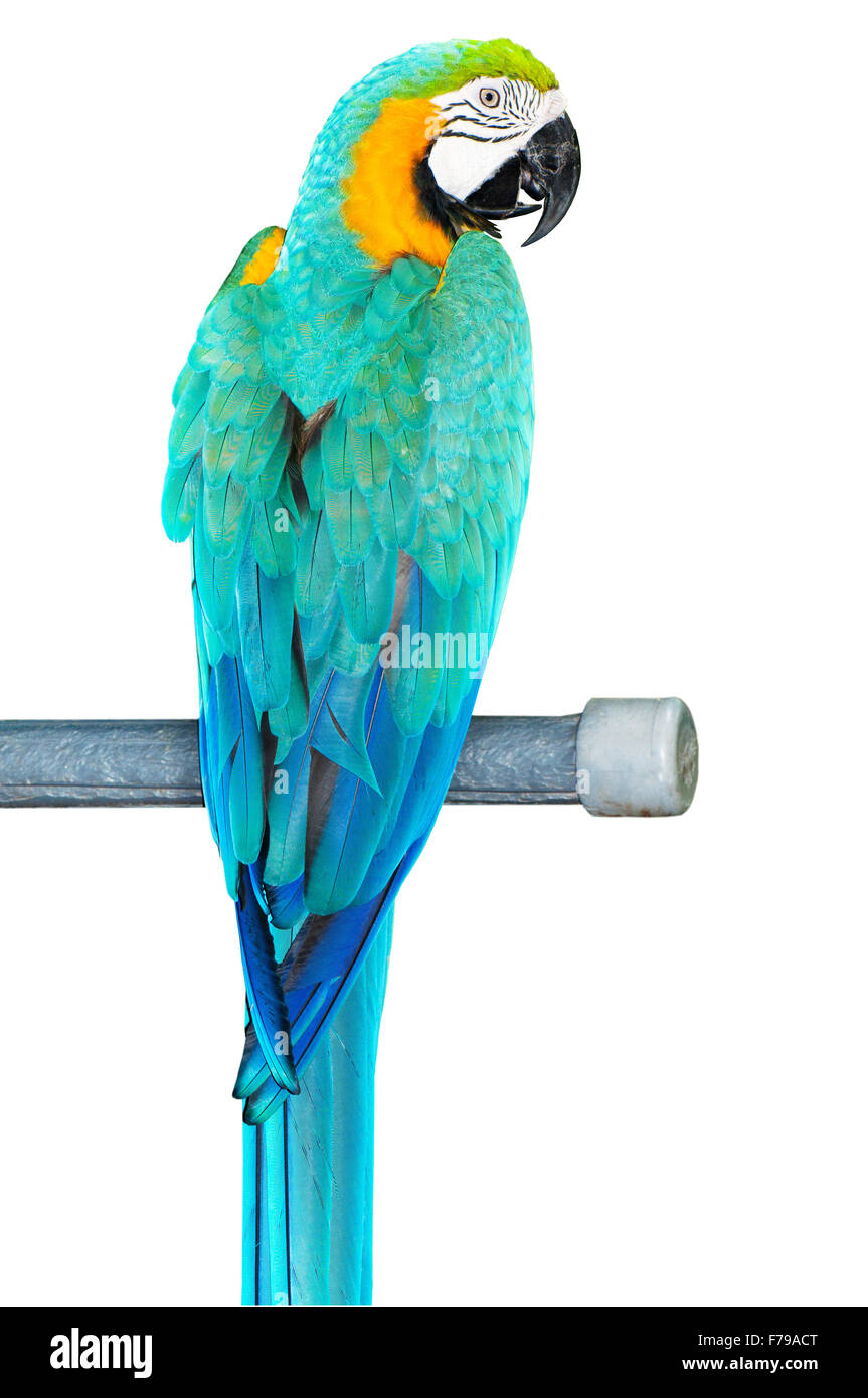 Blue macaw parrot sitting Cut Out Stock Images & Pictures - Alamy