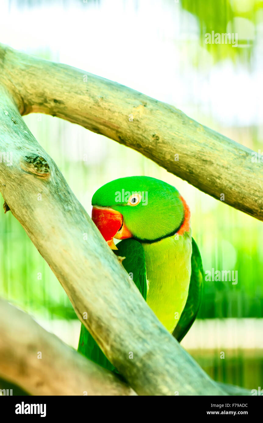 Colourful parrot bird sitting on the perch Stock Photo - Alamy