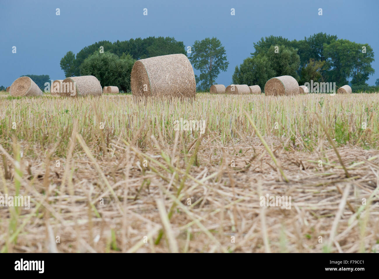 Bales of corn straw after harvest Stock Photo - Alamy