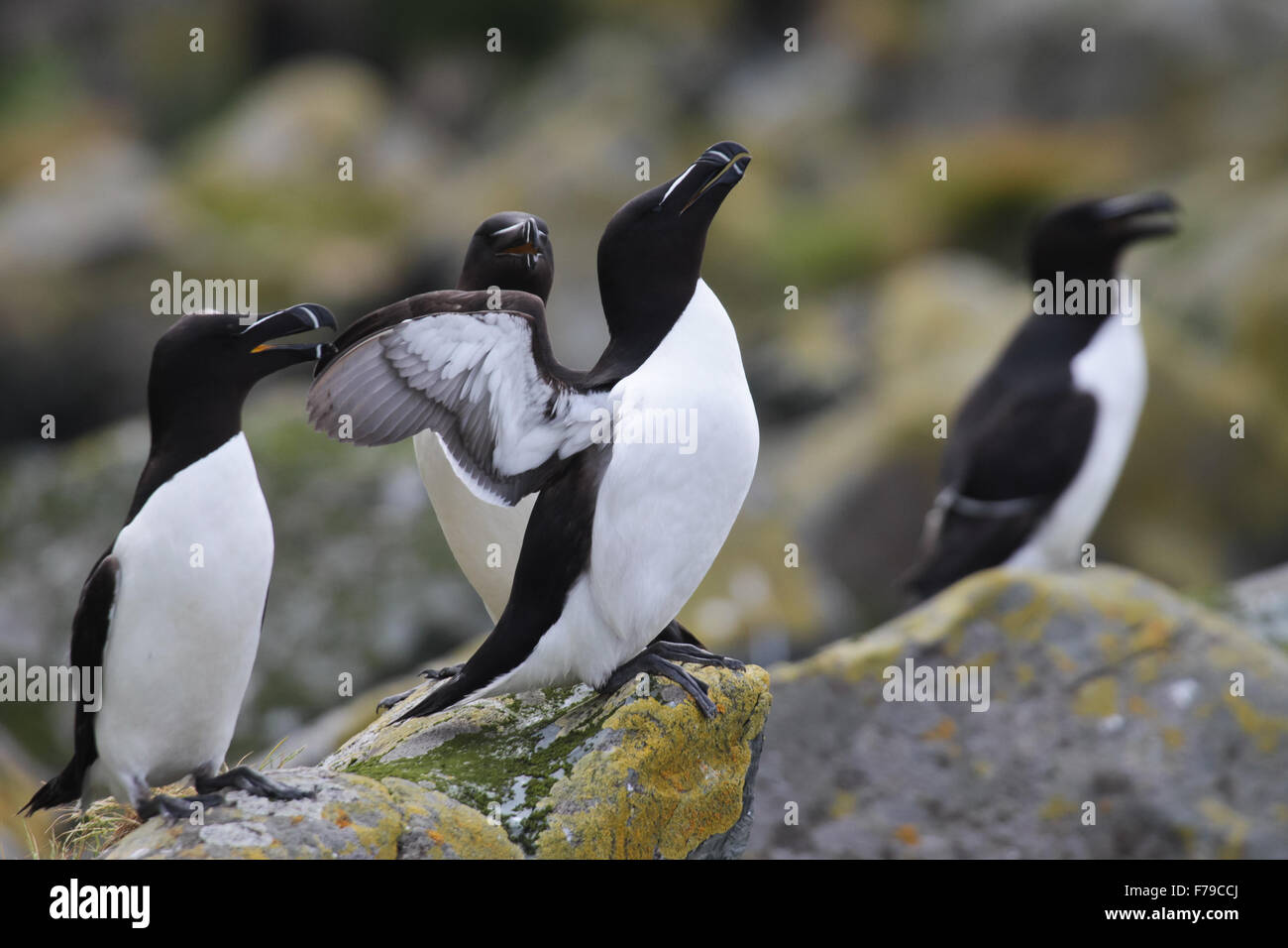 Razorbills in breeding colony, resting on a rock Stock Photo - Alamy