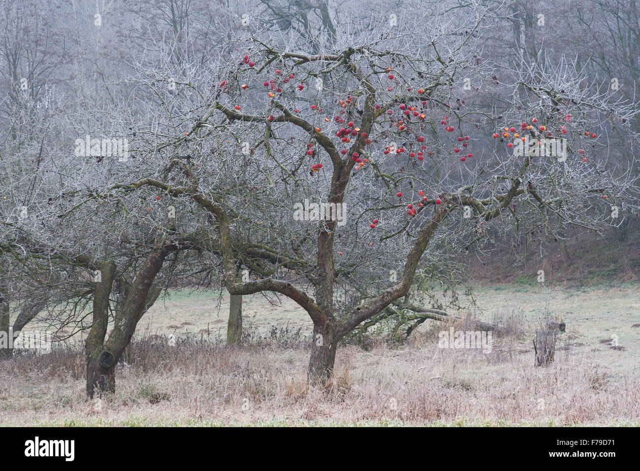 Old Apple Tree High Resolution Stock Photography and Images - Alamy