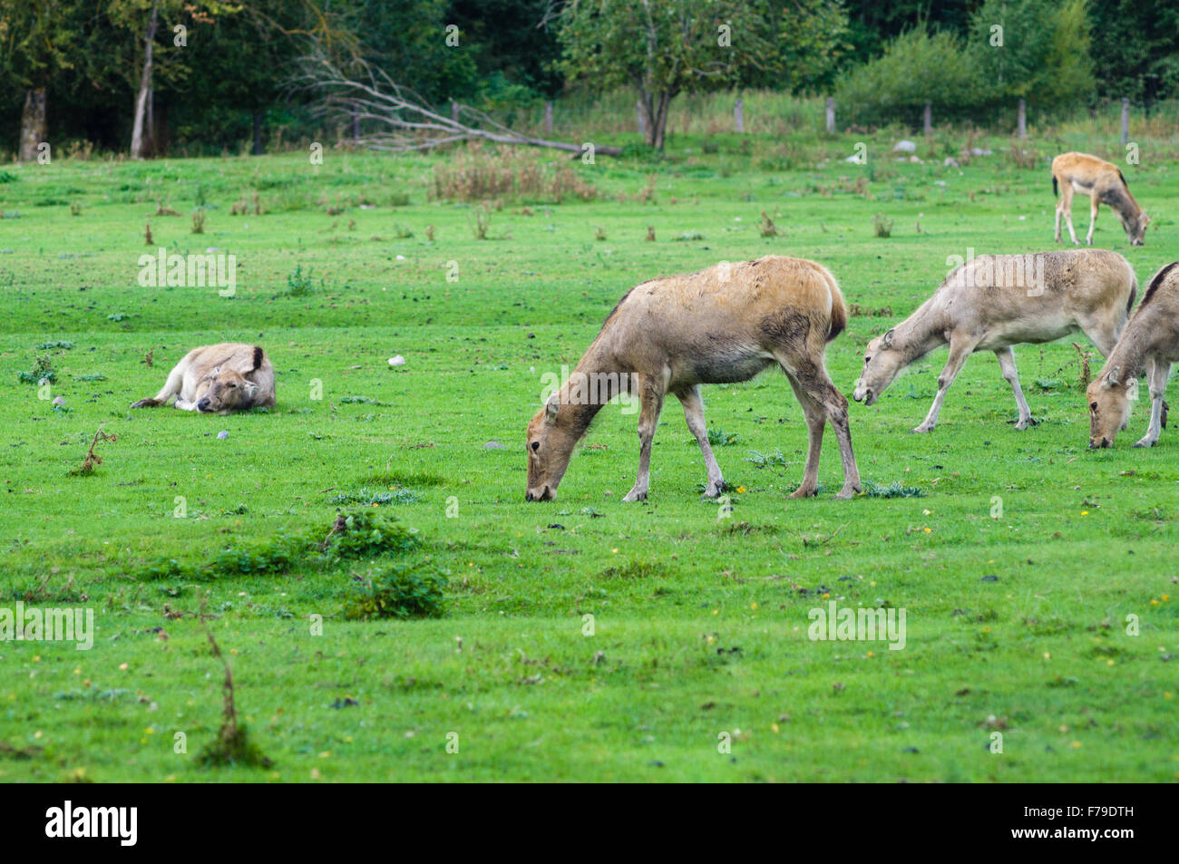 Pere David's deer (Elaphurus davidianus), also known as the milu or ...