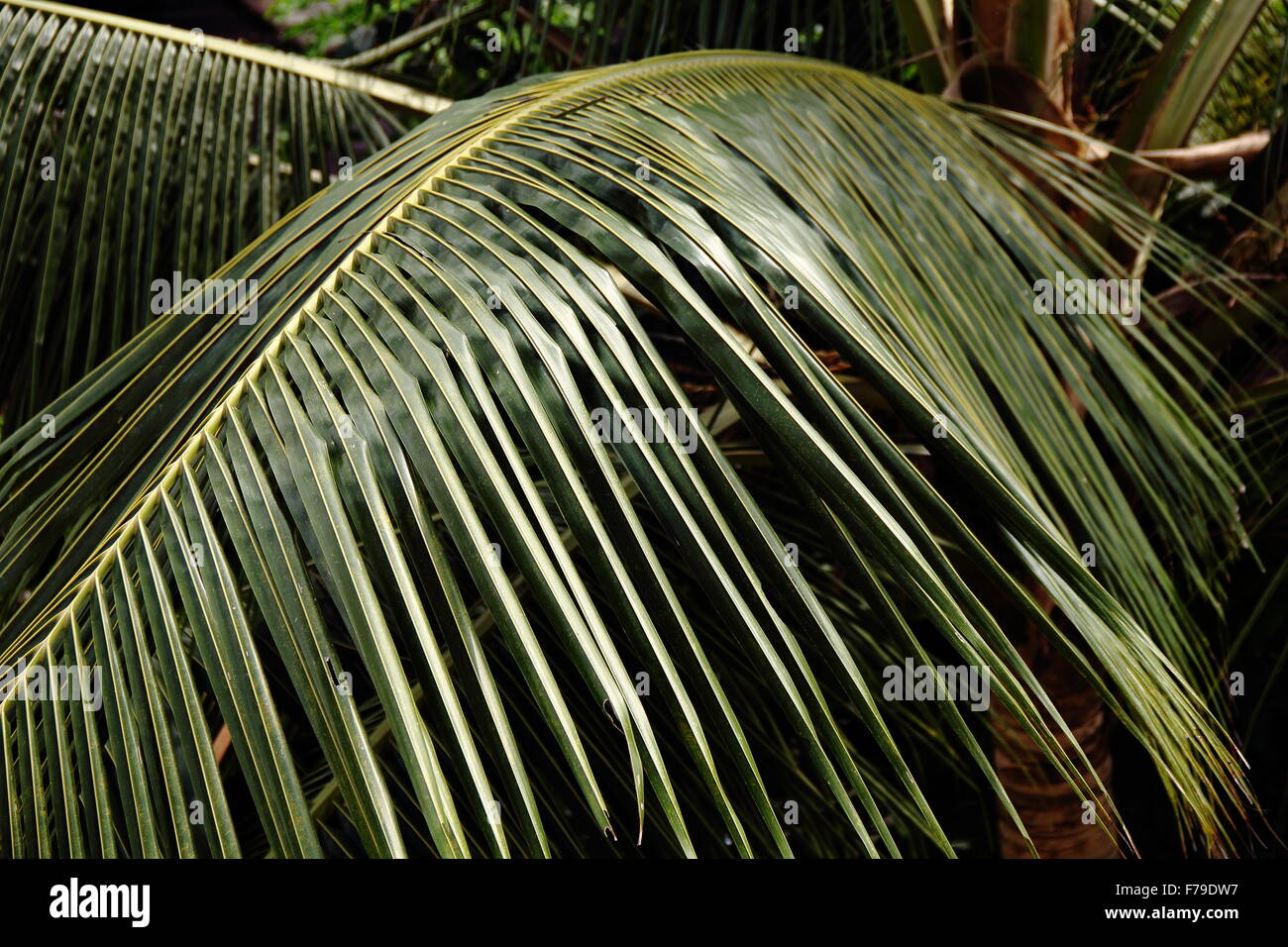Perfect Green Coconut leaf Stock Photo - Alamy