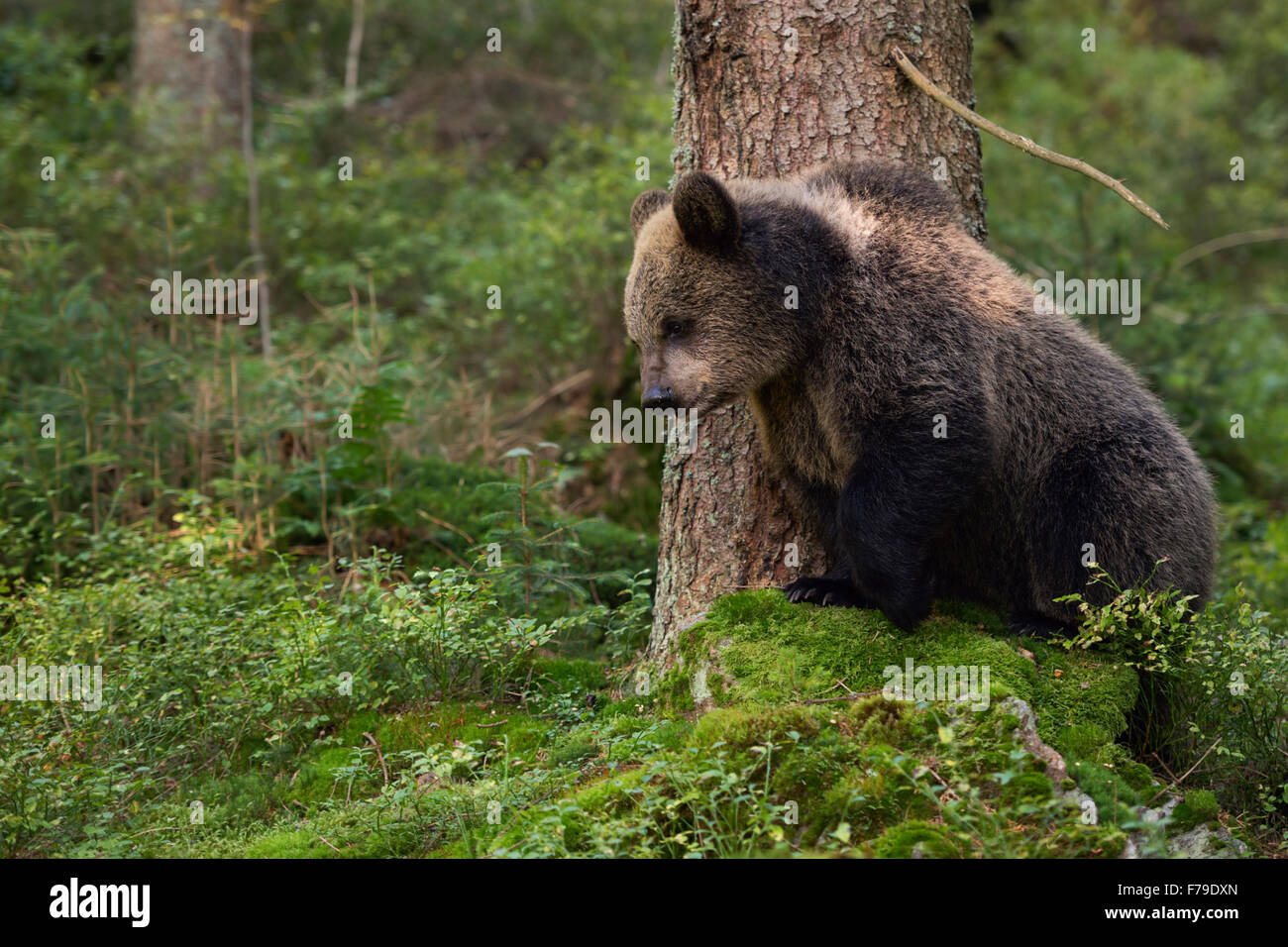 Cute young European Brown Bear cub ( Ursus arctos ) stands upon a rock ...