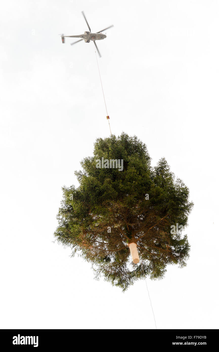 Propeller tree hi-res stock photography and images - Alamy