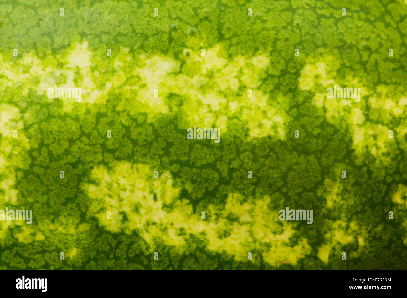 Close up - green skin of the watermelon Stock Photo - Alamy
