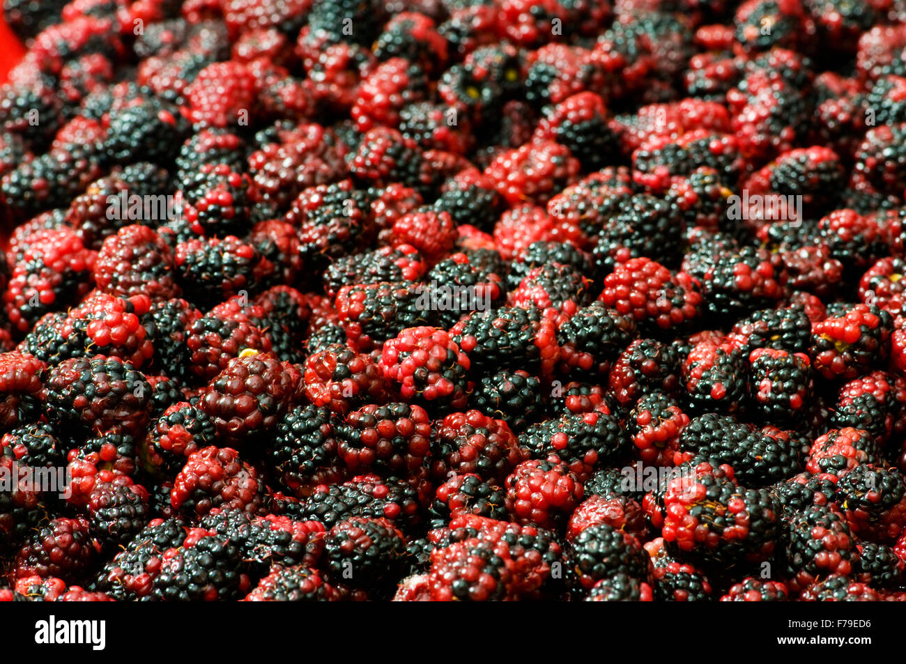 Lots of berries arranged at the background Stock Photo - Alamy