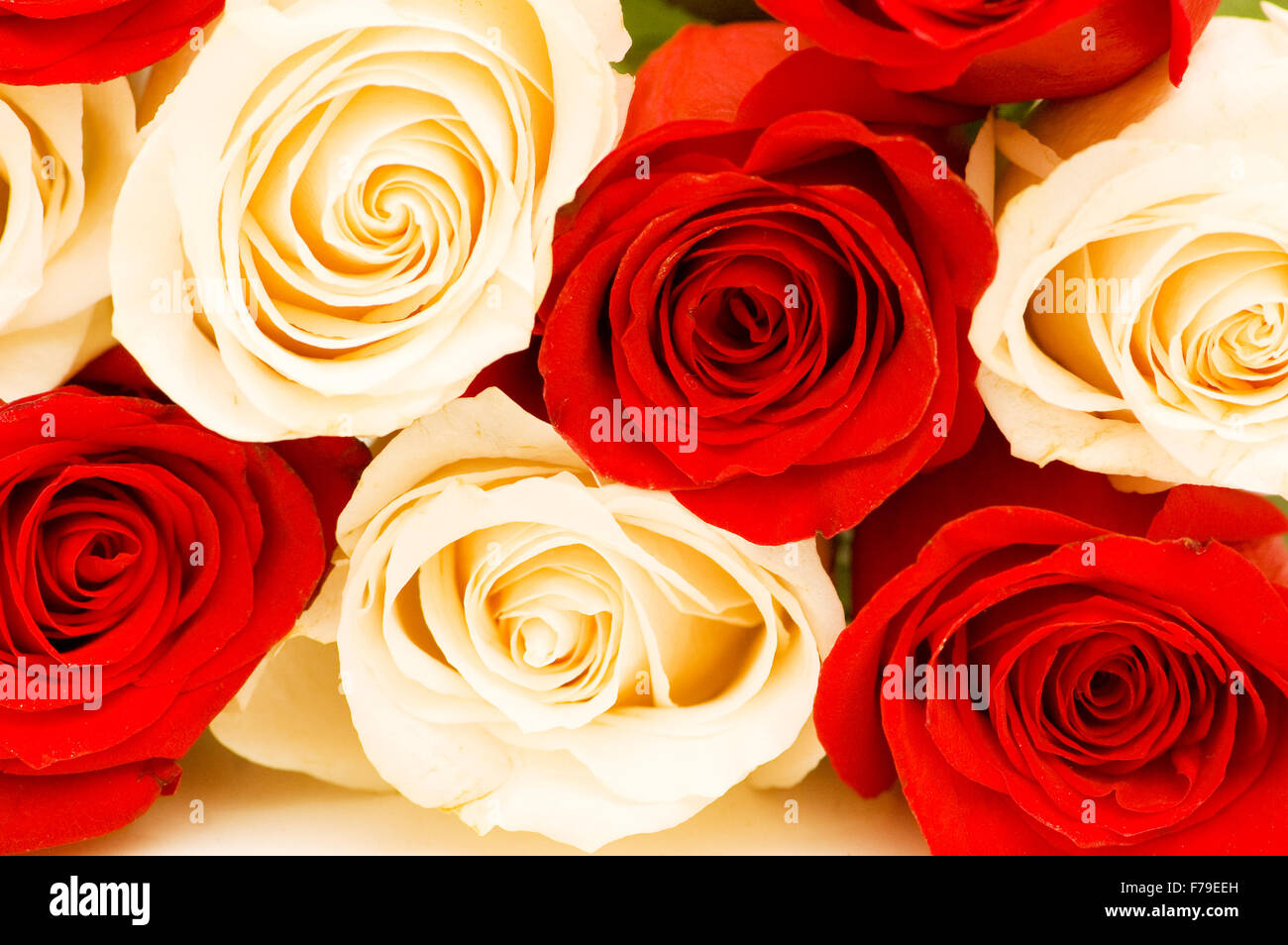 Background of the red and white roses Stock Photo - Alamy