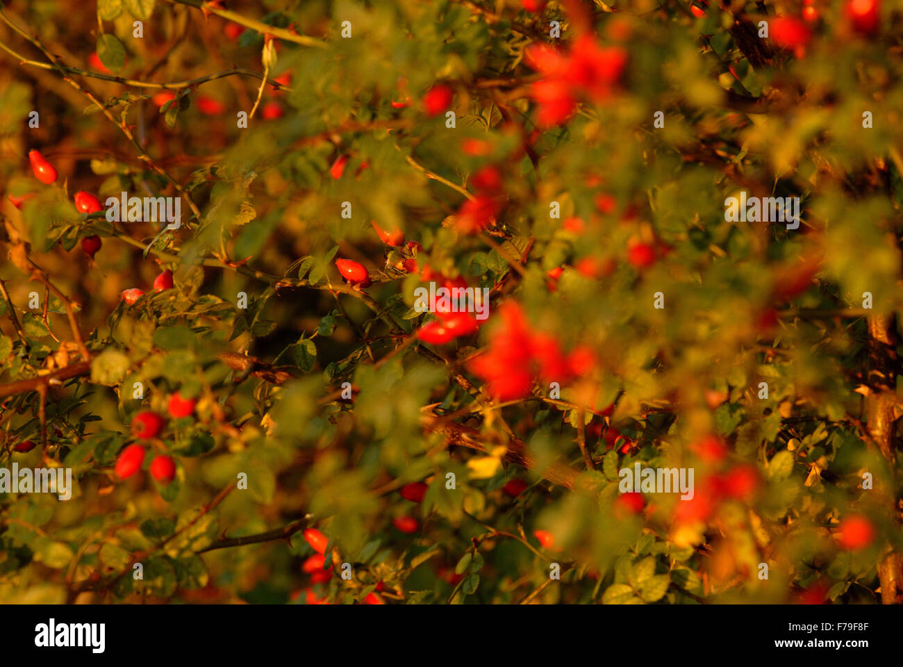 Fruitful autumn hi-res stock photography and images - Alamy