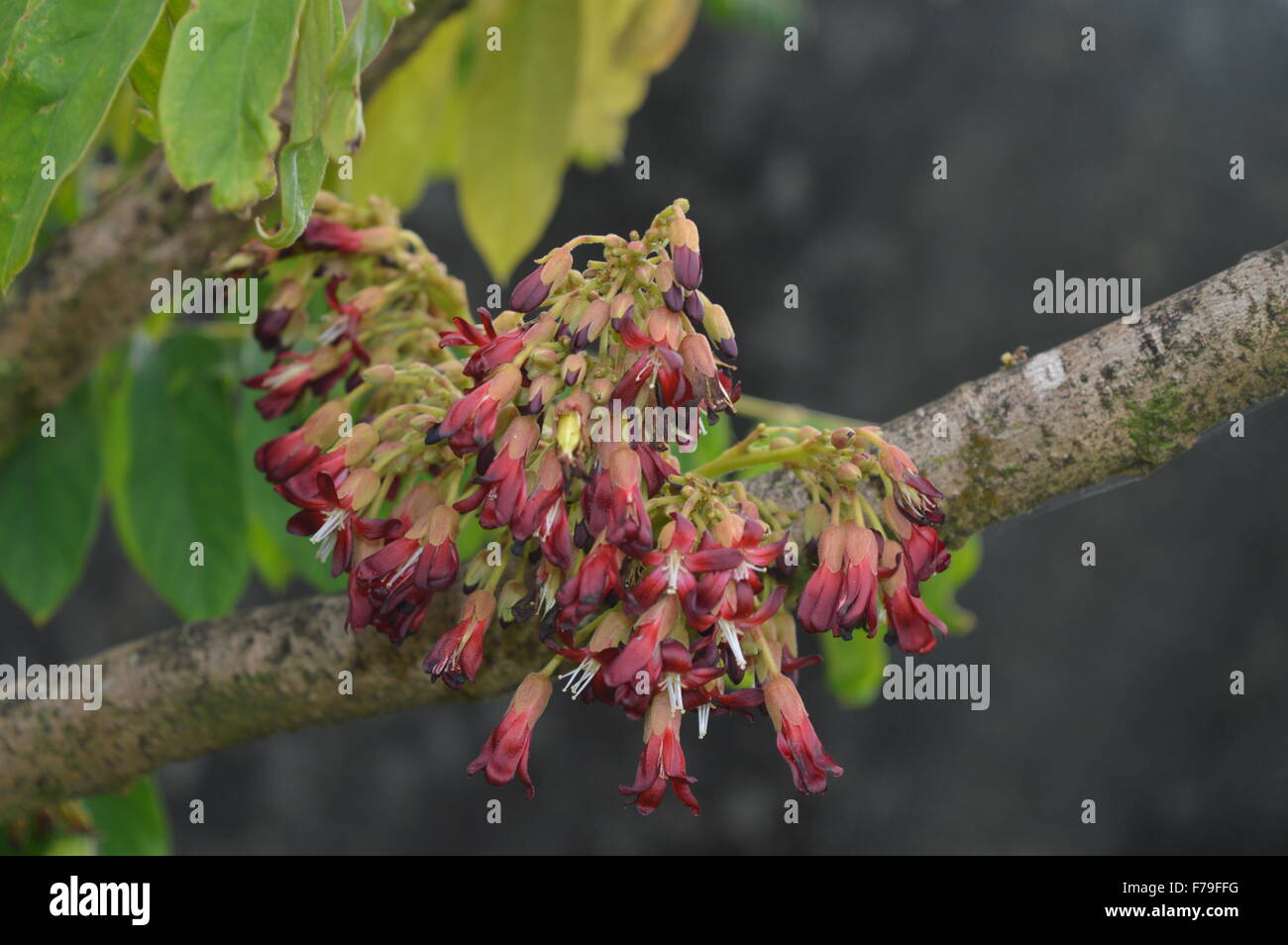 Bilimbi hi-res stock photography and images - Alamy