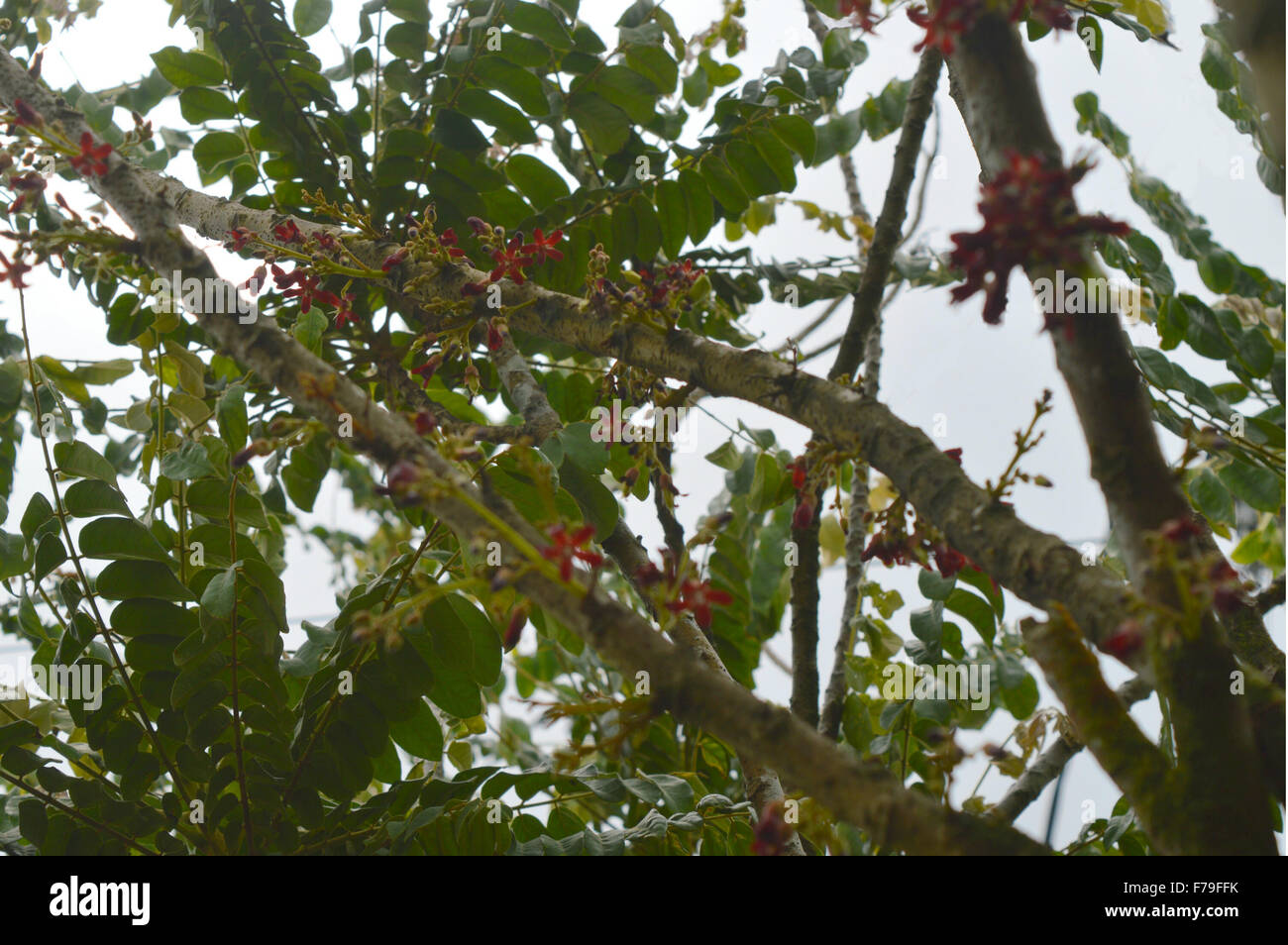 Bilimbi hi-res stock photography and images - Alamy