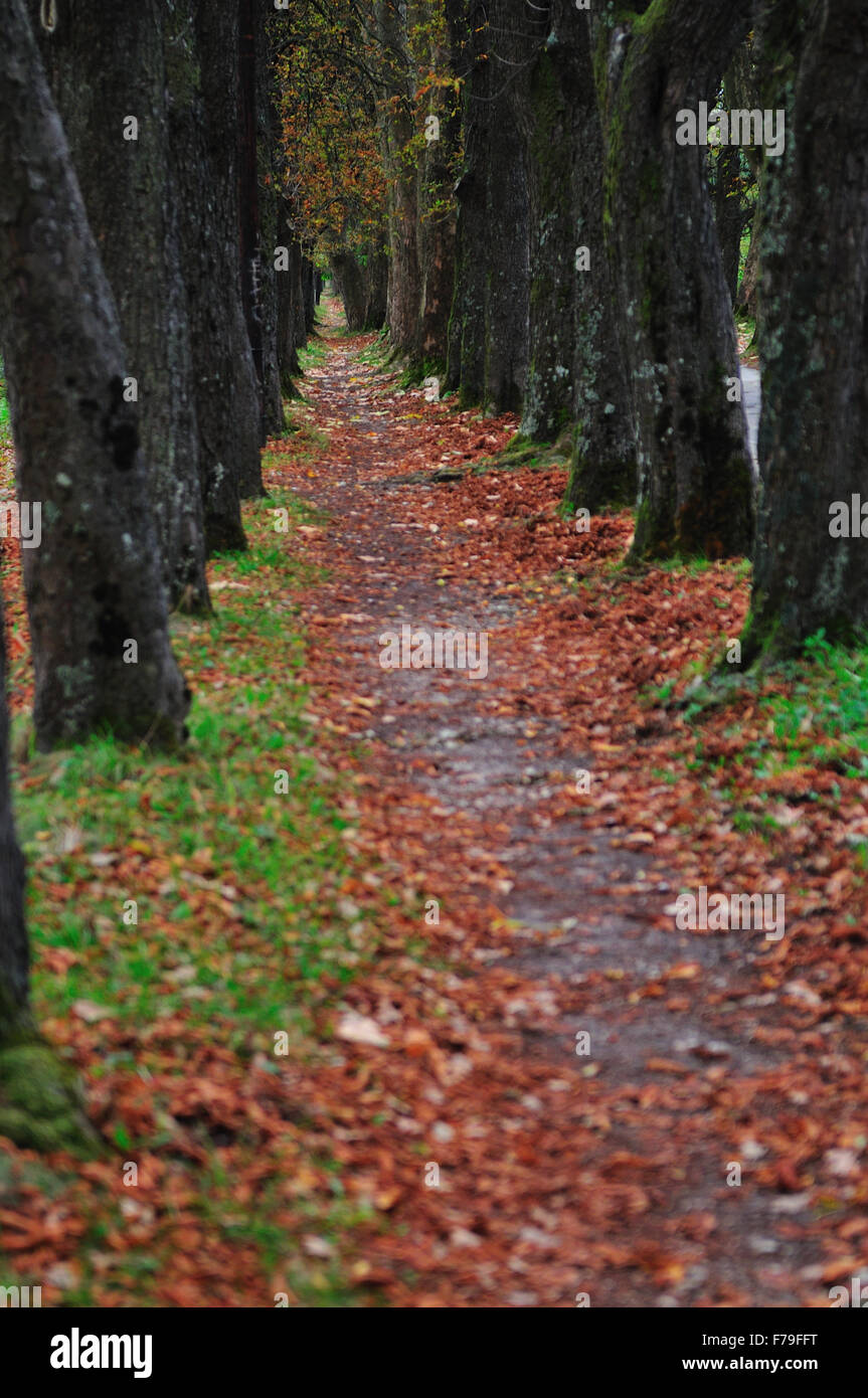 Infinite view long path hi-res stock photography and images - Alamy