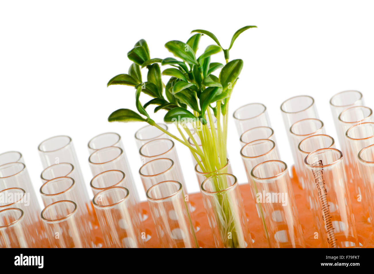 Lab experiment with green leaves Stock Photo - Alamy