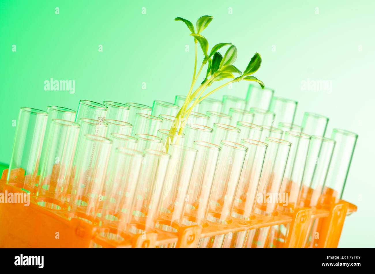 Experiment with green seedlings in the lab Stock Photo - Alamy