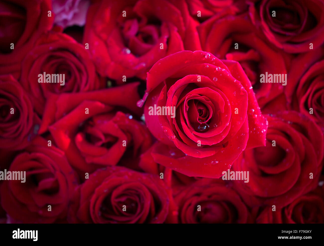 Red rose background Stock Photo - Alamy