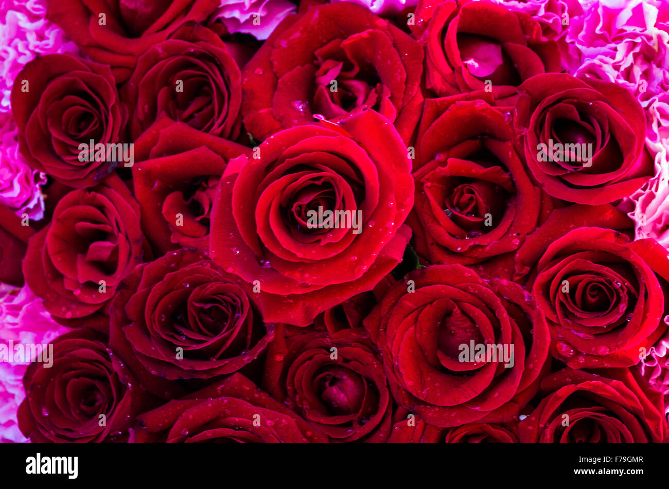 Red rose background Stock Photo - Alamy