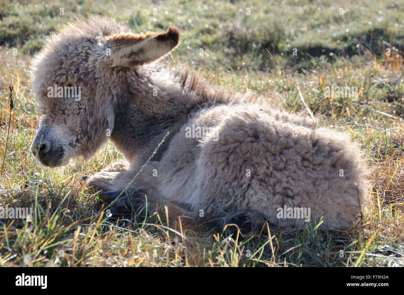 Donkey foal hi-res stock photography and images - Alamy