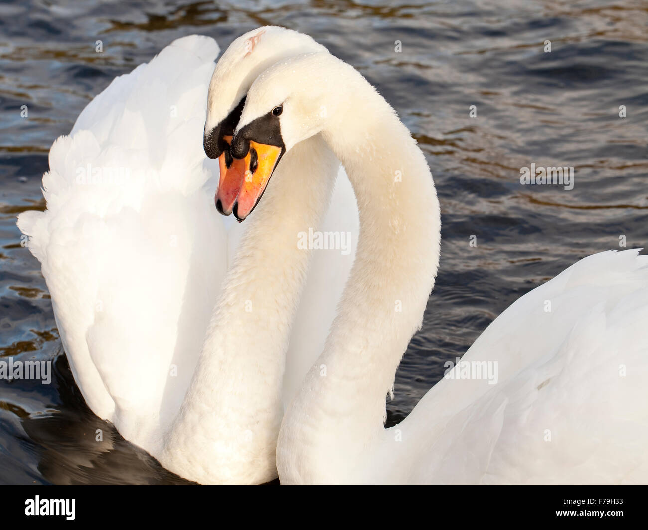 Two Swans Mating. Two swans rub heads together after a reunion Stock ...