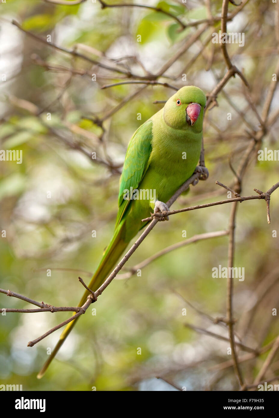 Found in the Wilds of Inner London. A flock of green parrots live in ...