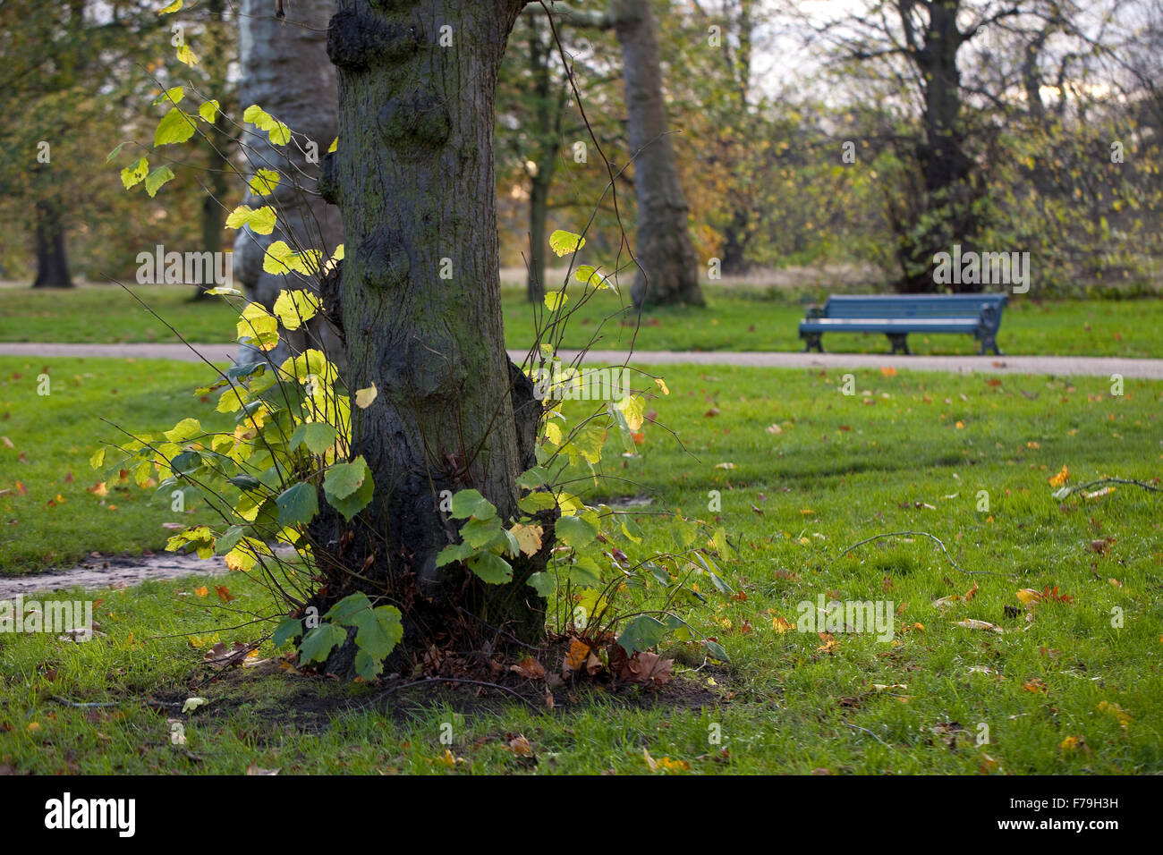 A gnarled old trees has new growth growing out of its base. These new ...