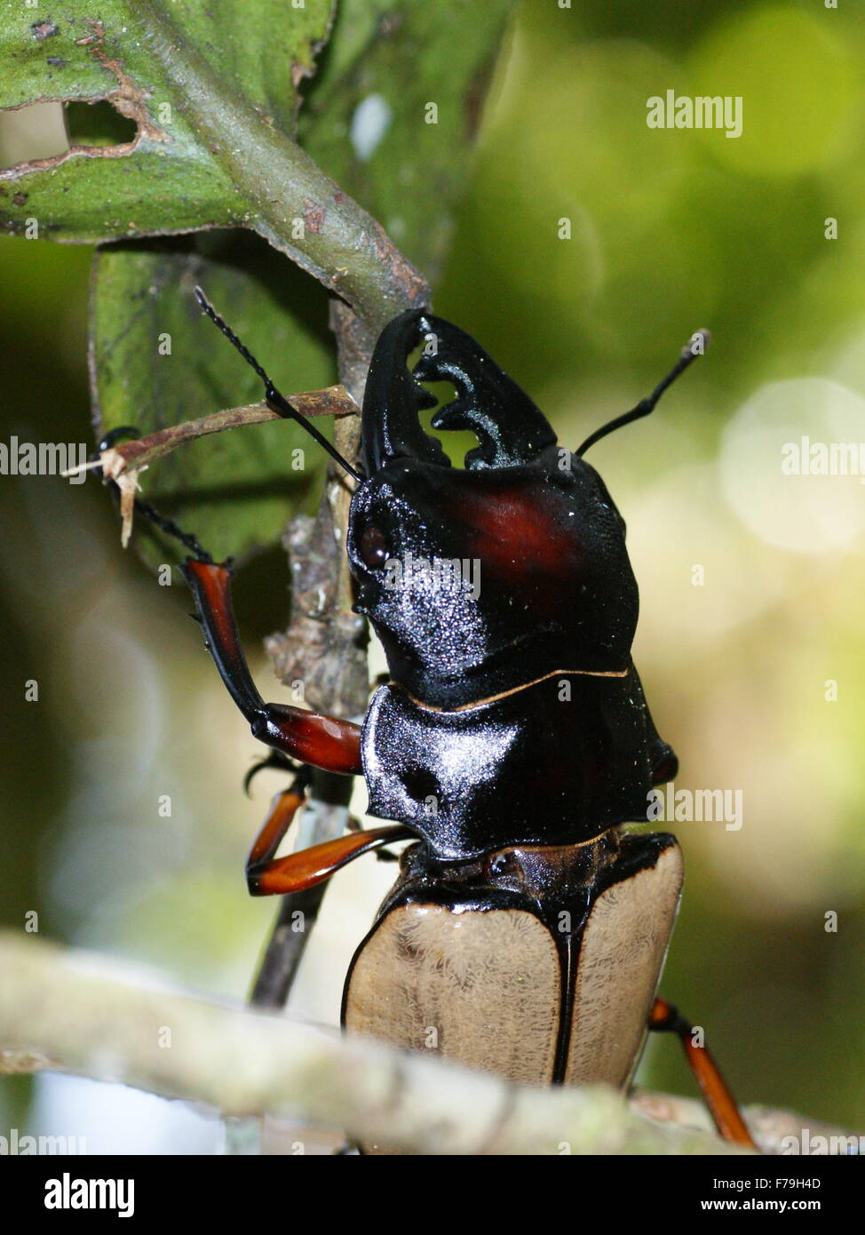 Powerful beetle mandibles Stock Photo - Alamy