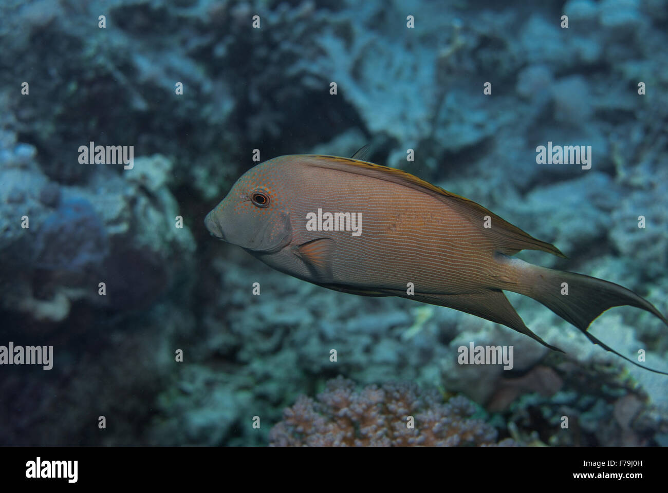 Striped bristeltooth, Ctenochaetus striatus, Acanthuridae, surgeonfish ...