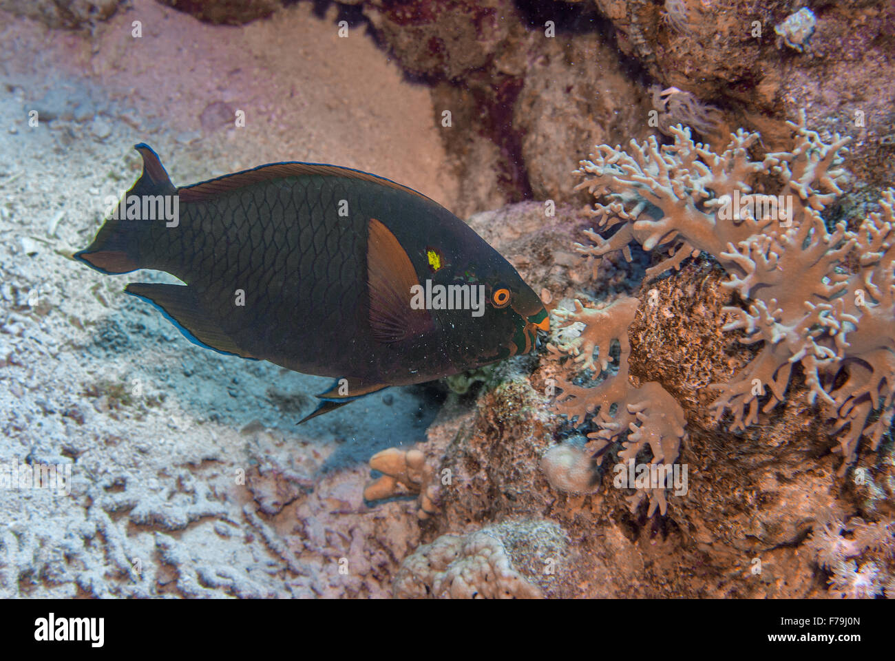 Parrotfish scaridae reef hi-res stock photography and images - Alamy