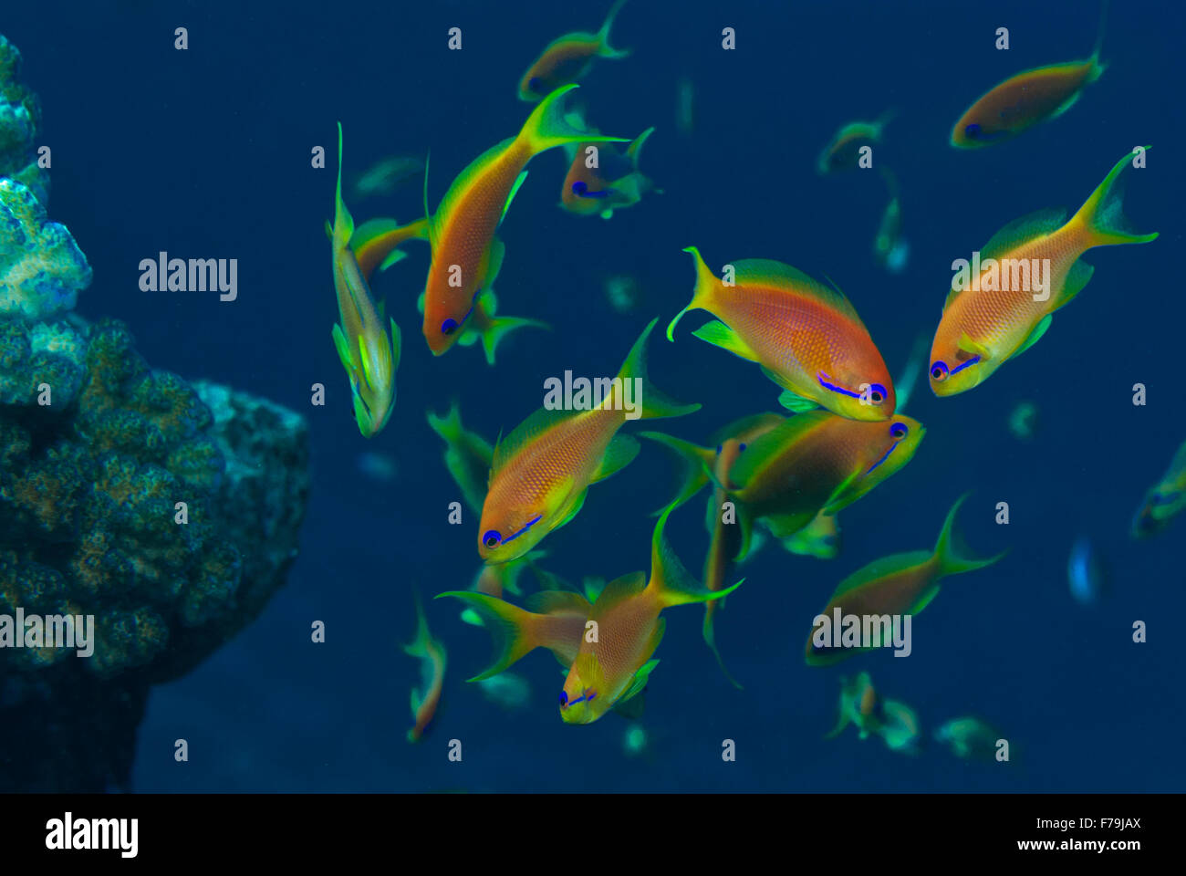 Goldia hi-res stock photography and images - Alamy