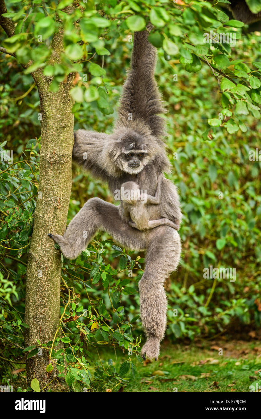 Hylobates moloch hi-res stock photography and images - Alamy