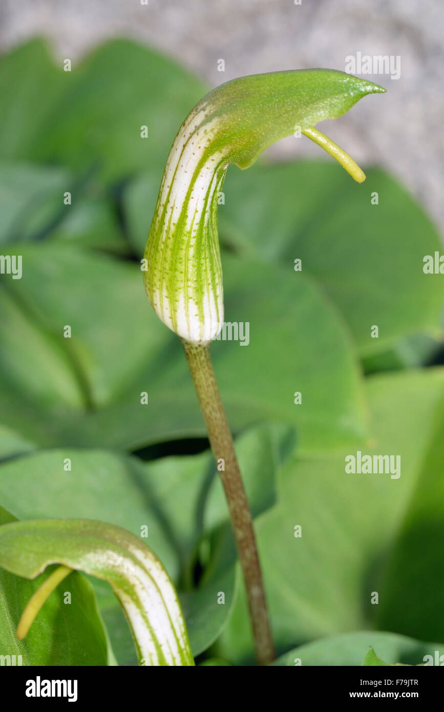 Friar’s Cowl - Arisarum vulgaris Arum flower on Cyprus Stock Photo - Alamy