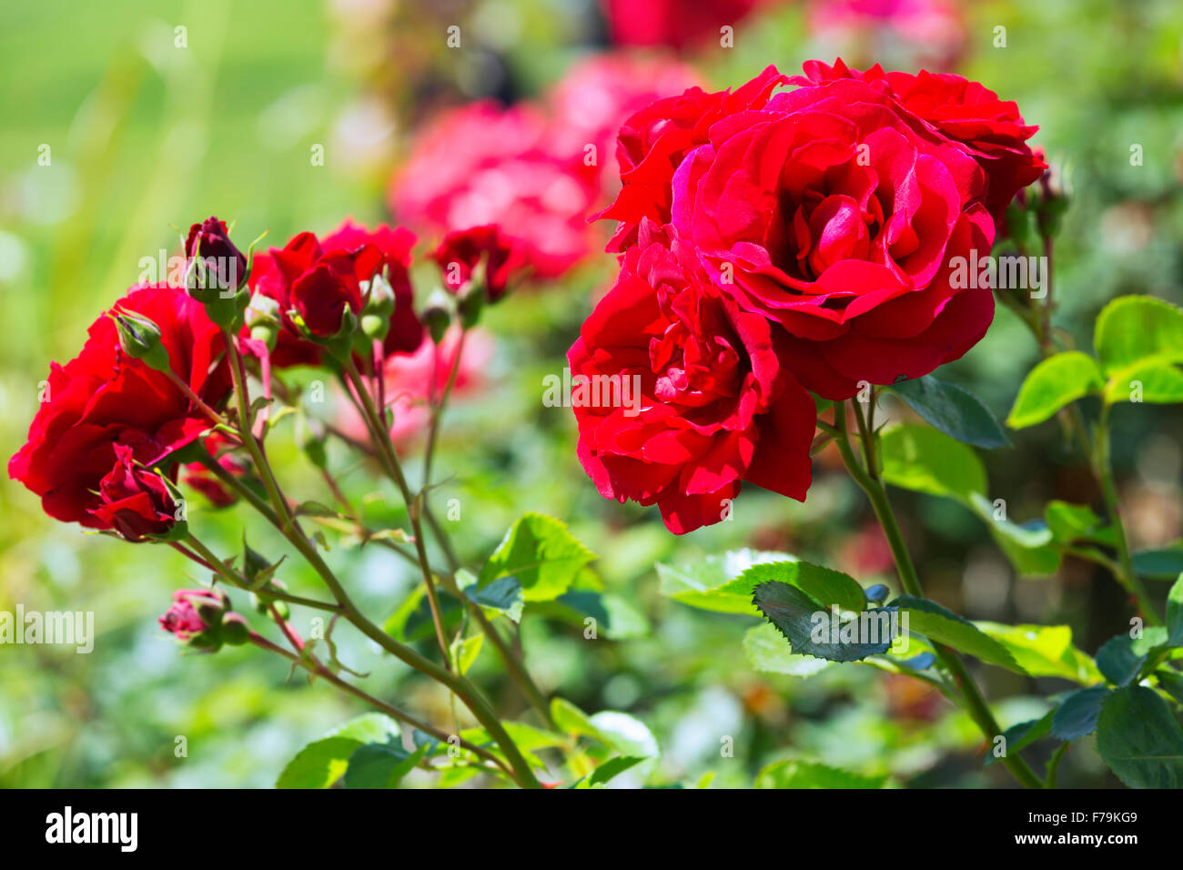 blossoming red roses plant in spring garden Stock Photo - Alamy