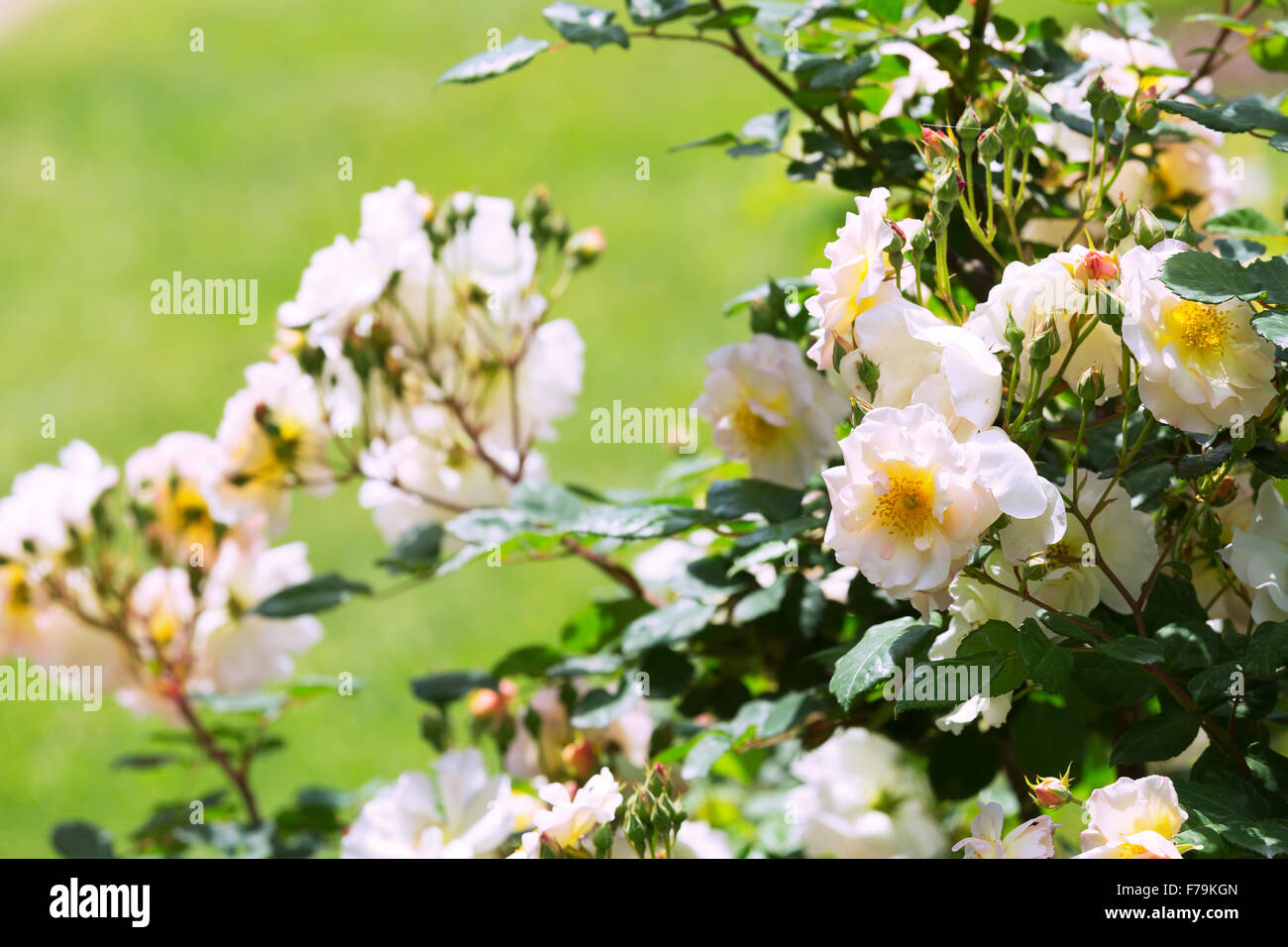 White roses plant in spring Stock Photo - Alamy
