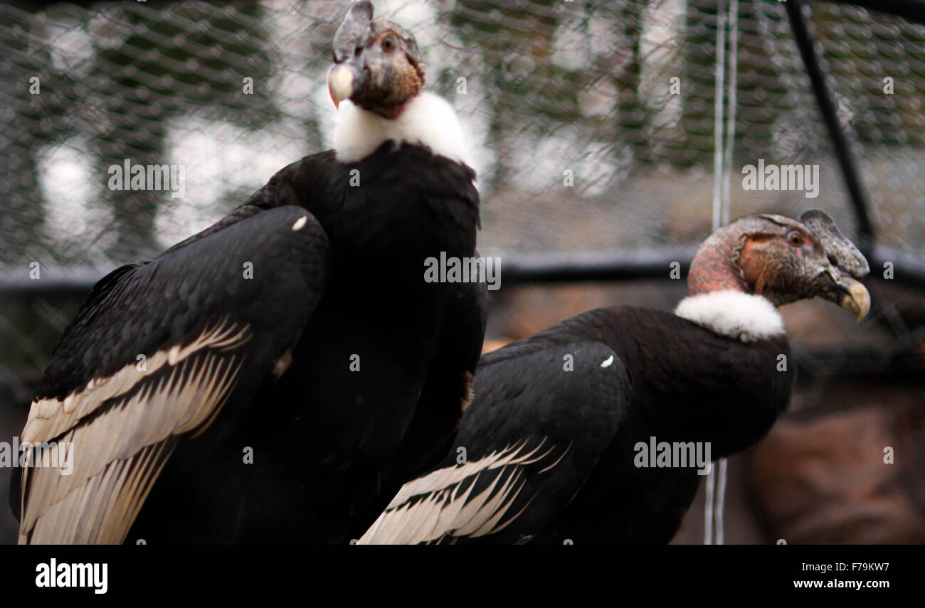 Bogotá, Colombia. 19th Nov, 2015. Two andean condors from Chile are ...