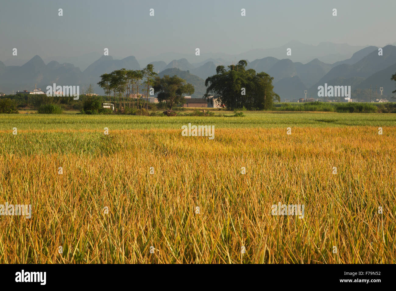 Rice fields with Limestone Karst Formations as backdrop Guilin Region ...