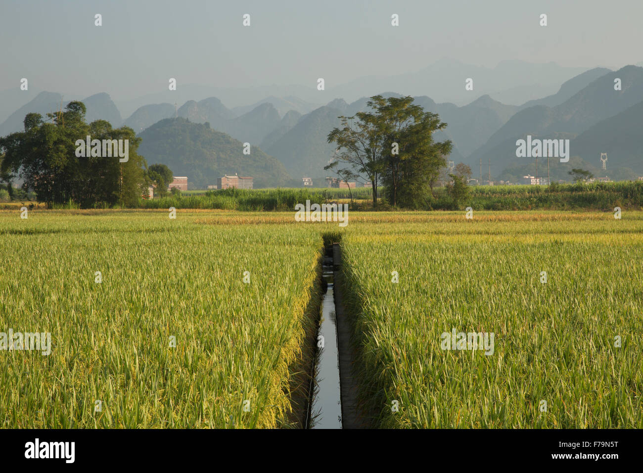 Rice fields with Limestone Karst Formations as backdrop Guilin Region ...