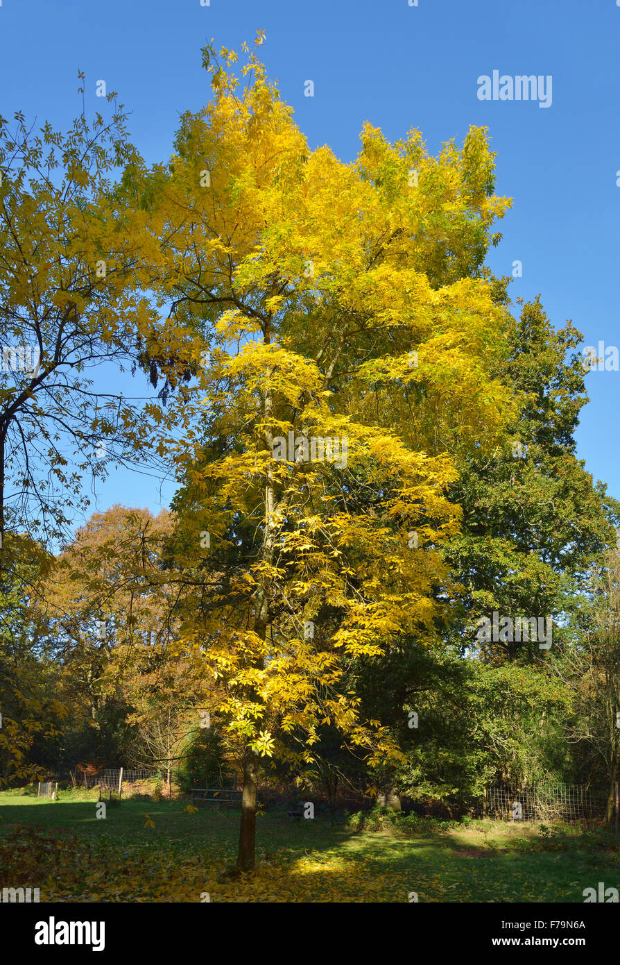 Bitternut hi-res stock photography and images - Alamy