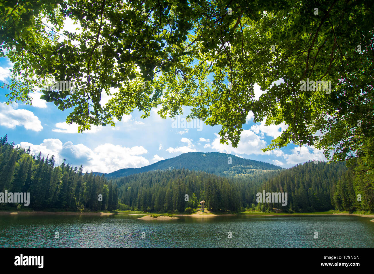 Beautiful pine trees on mountains Stock Photo - Alamy