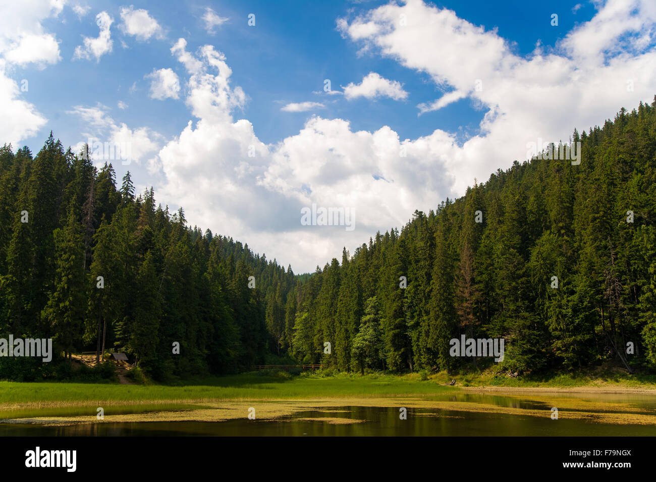 Beautiful pine trees on mountains Stock Photo - Alamy